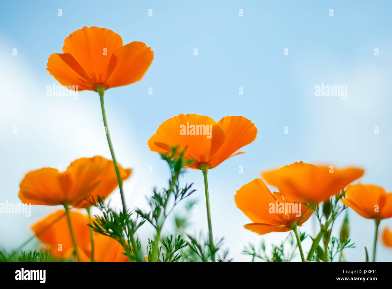 blue, colour, closeup, horizon, flower, plant, agriculture, farming ...