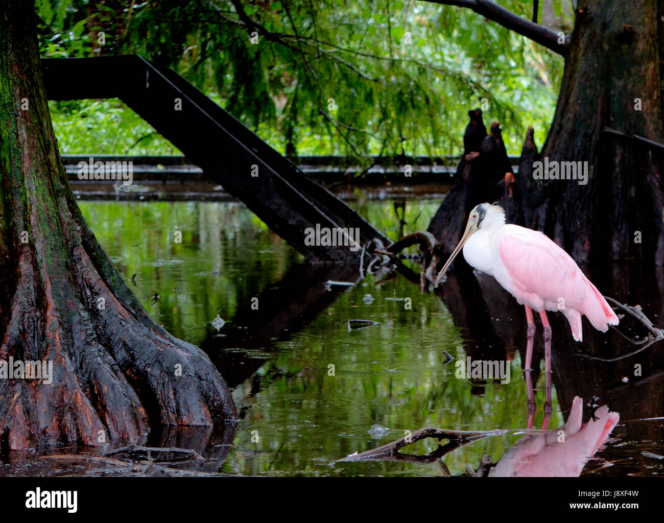 tree, trees, bird, fauna, animals, swamp, wading, water, nature, tree ...