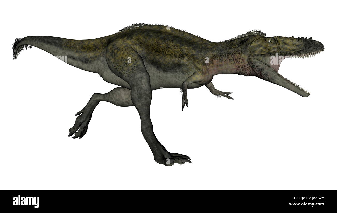 Alioramus dinosaur running and roaring isolated in white background ...