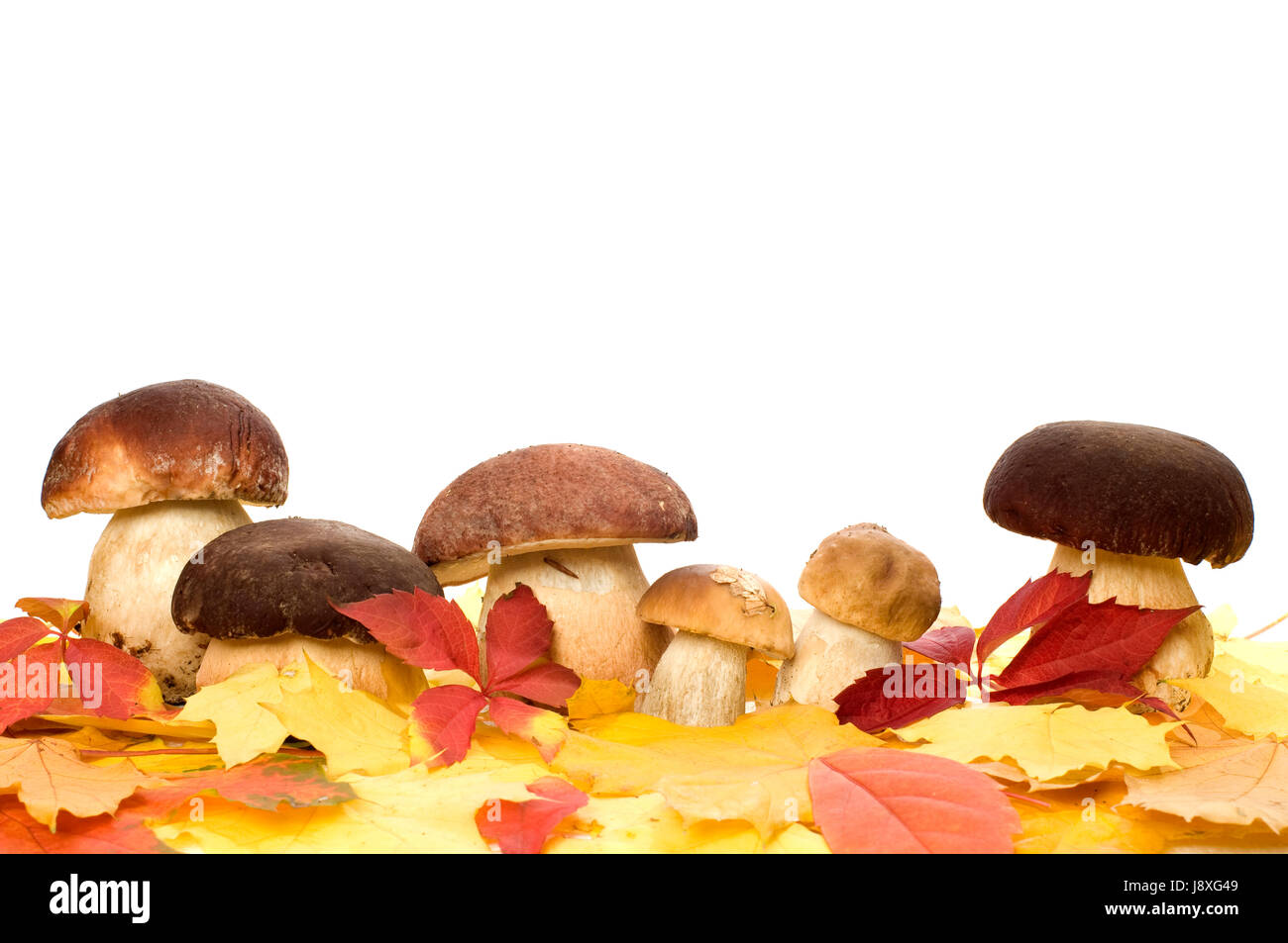leaves, mushrooms, season, backdrop, background, white, foliage, fall ...