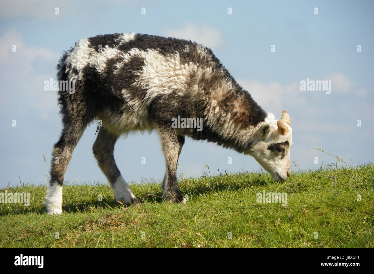 sheep, to gorge, engulf, devour, firmament, sky, lamb, willow, blue ...