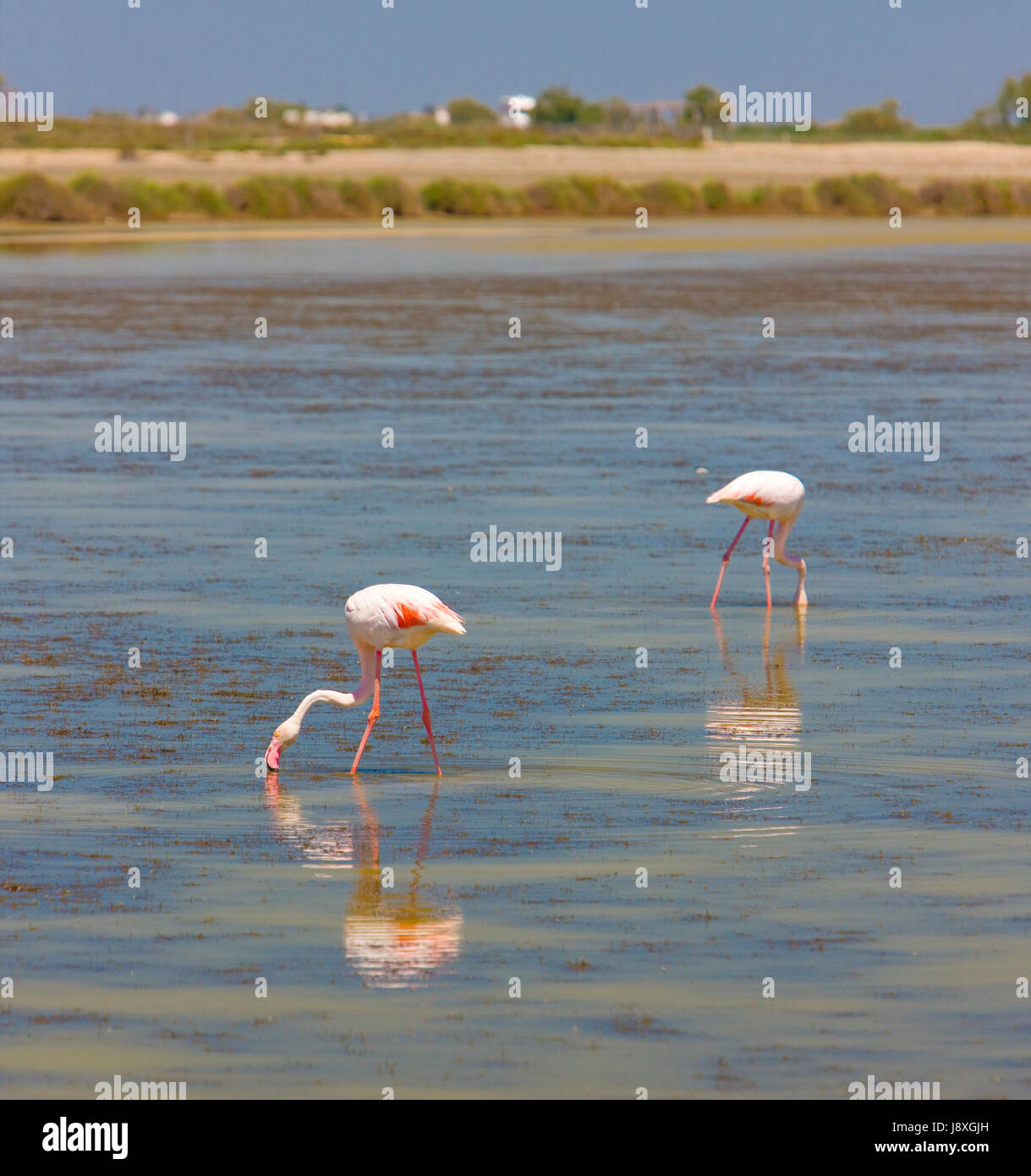 animal, bird, france, Provence, nature, flamingo, animal, bird, fauna ...