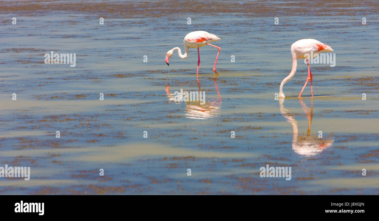 animal, bird, france, Provence, nature, flamingo, animal, bird, fauna ...