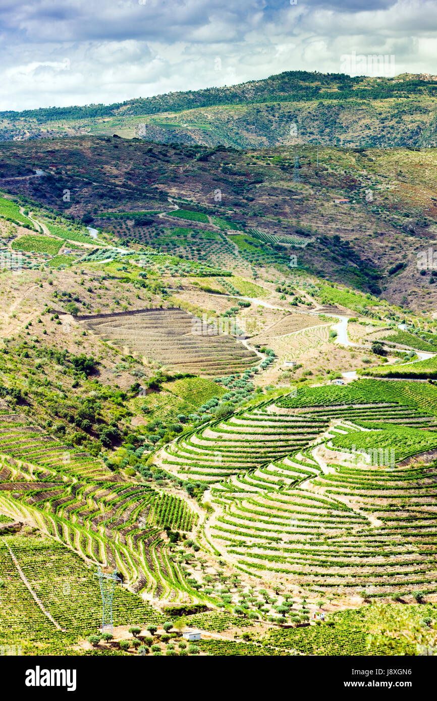 europe, portugal, arrangement, travel, agriculture, farming, vineyards ...