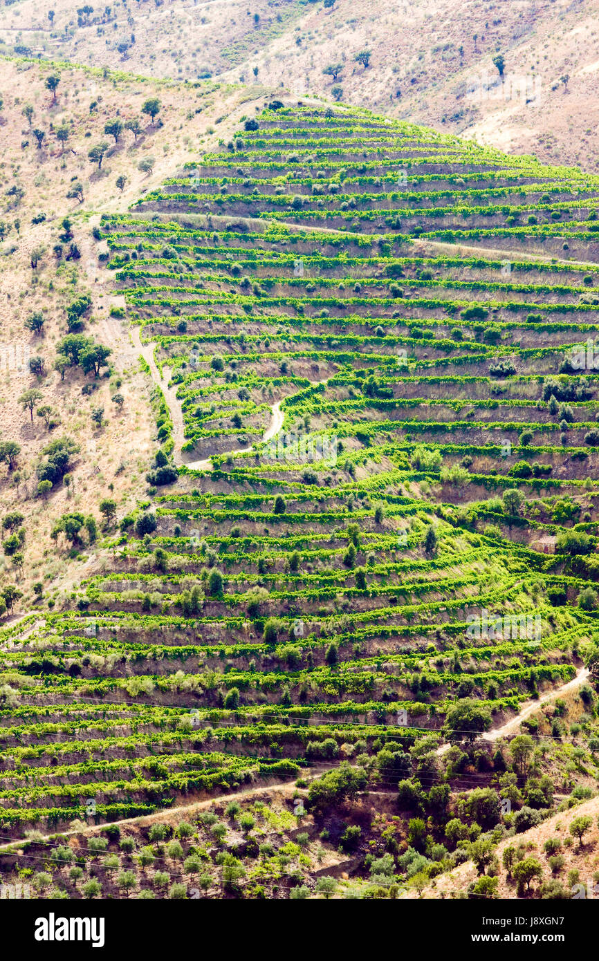 europe, portugal, arrangement, travel, agriculture, farming, vineyards ...