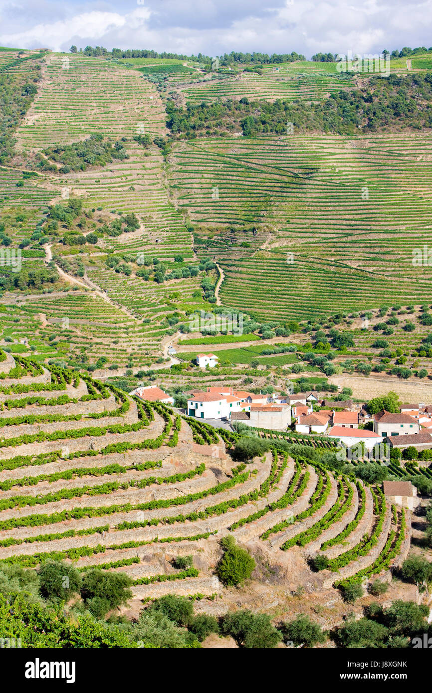 portugal, arrangement, travel, agriculture, farming, vineyards, europe ...
