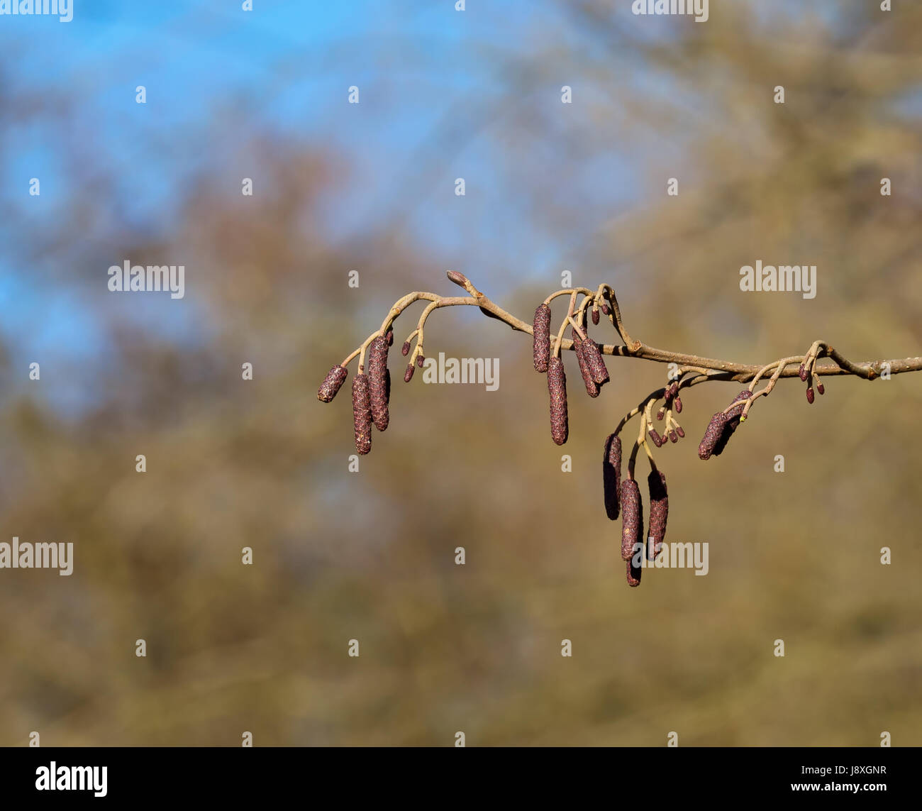 female, tree, winter, male, masculine, season, alder, red, female, tree ...