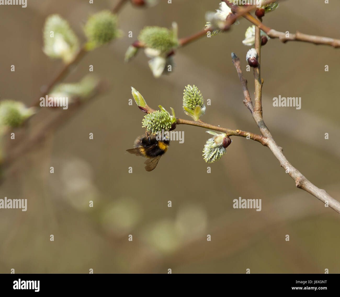 insect, bee, detail, tree, insect, wild, spring, bouncing, bounces, hop ...