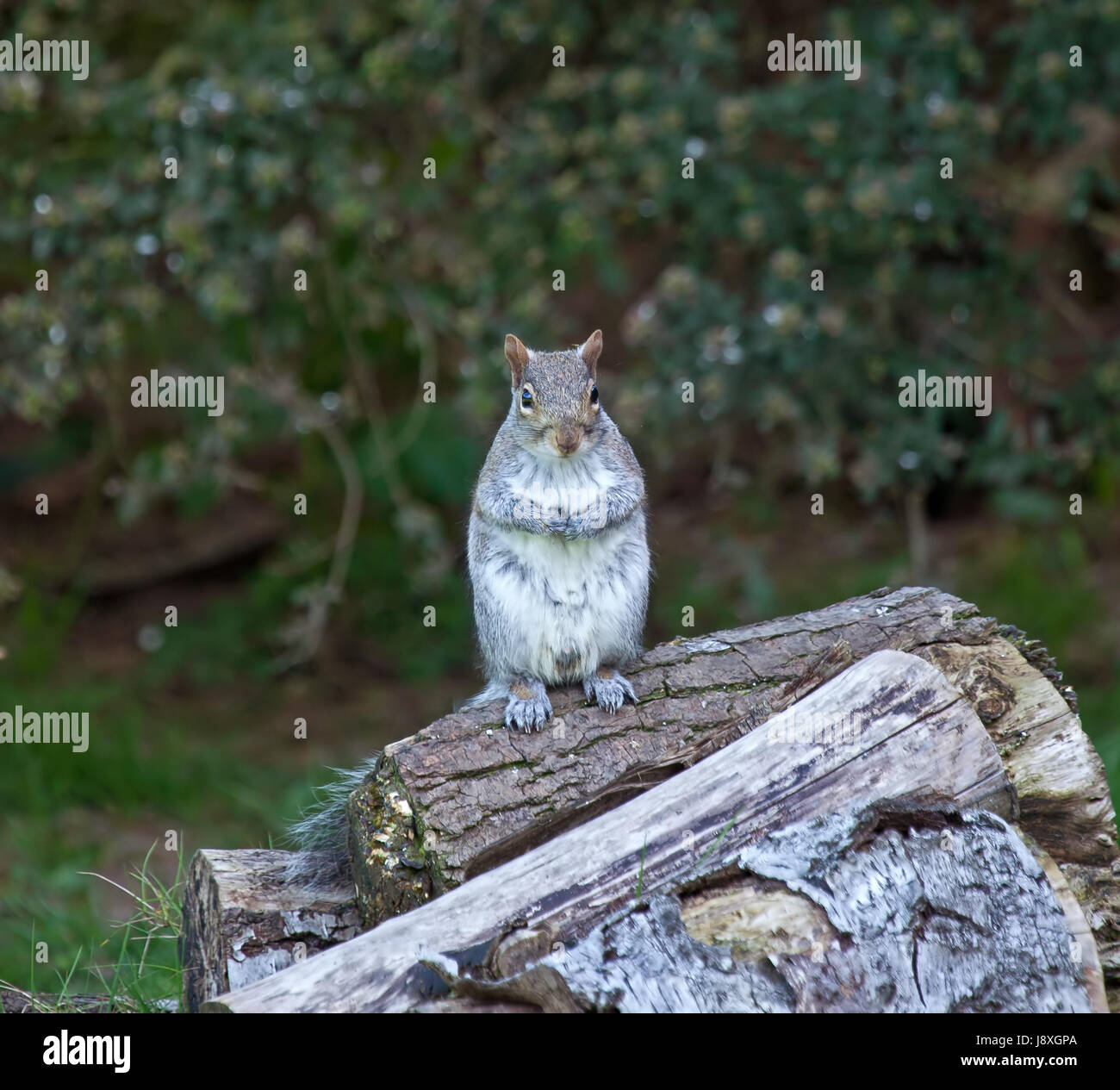 animal, mammal, wildlife, put, sitting, sit, log, heap, pile, nature ...