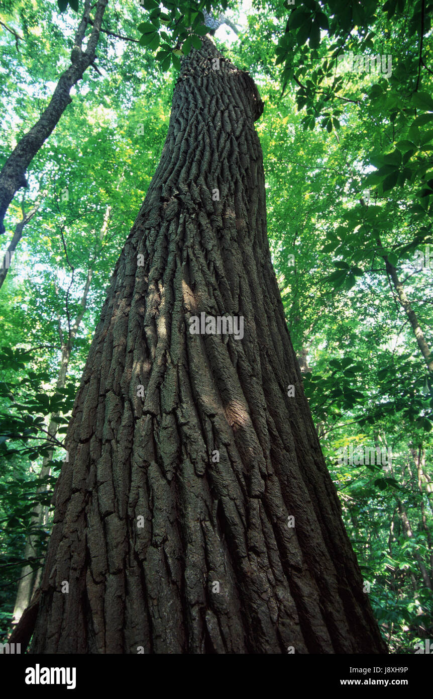 environment, enviroment, tree, habitat, forest, ecosystem, nature ...