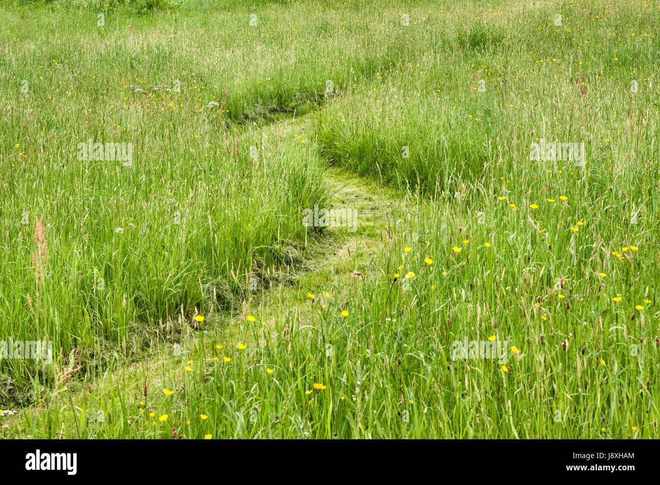 Mown path through meadow hi-res stock photography and images - Alamy