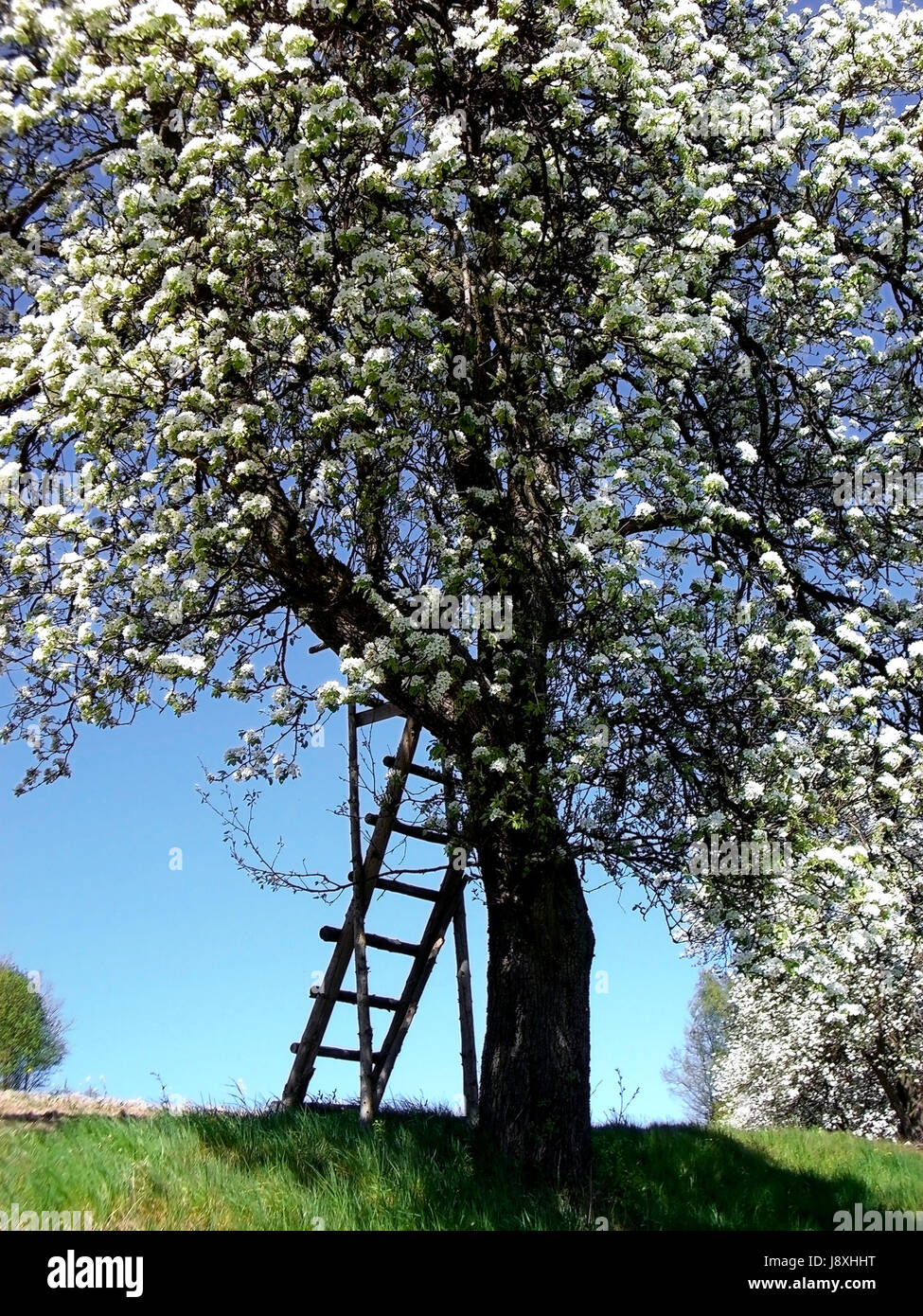 blue, leaf, detail, tree, garden, bloom, blossom, flourish, flourishing ...