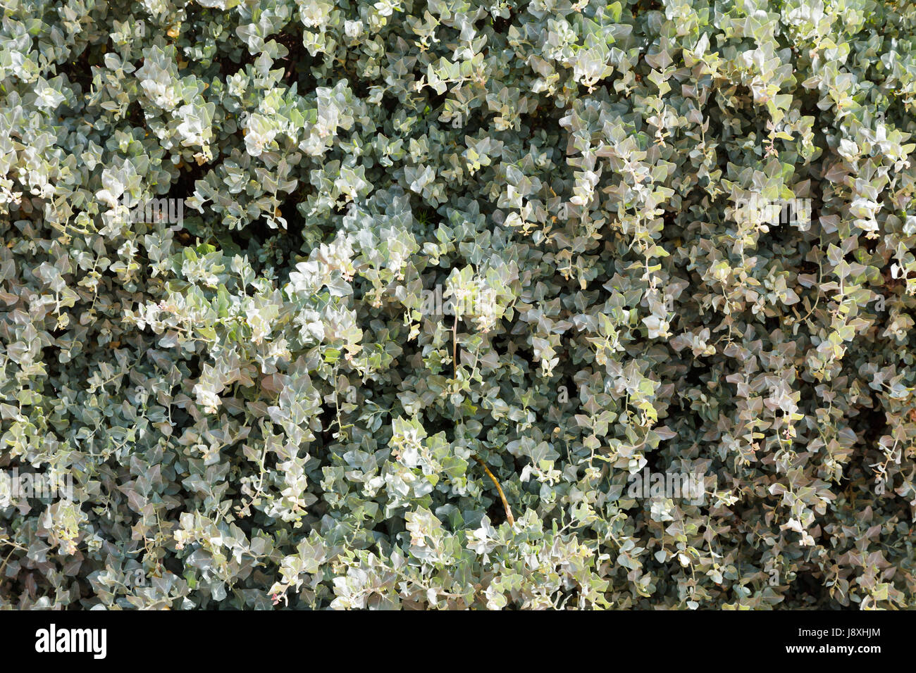 leaf, environment, enviroment, closeup, bloom, blossom, flourish ...