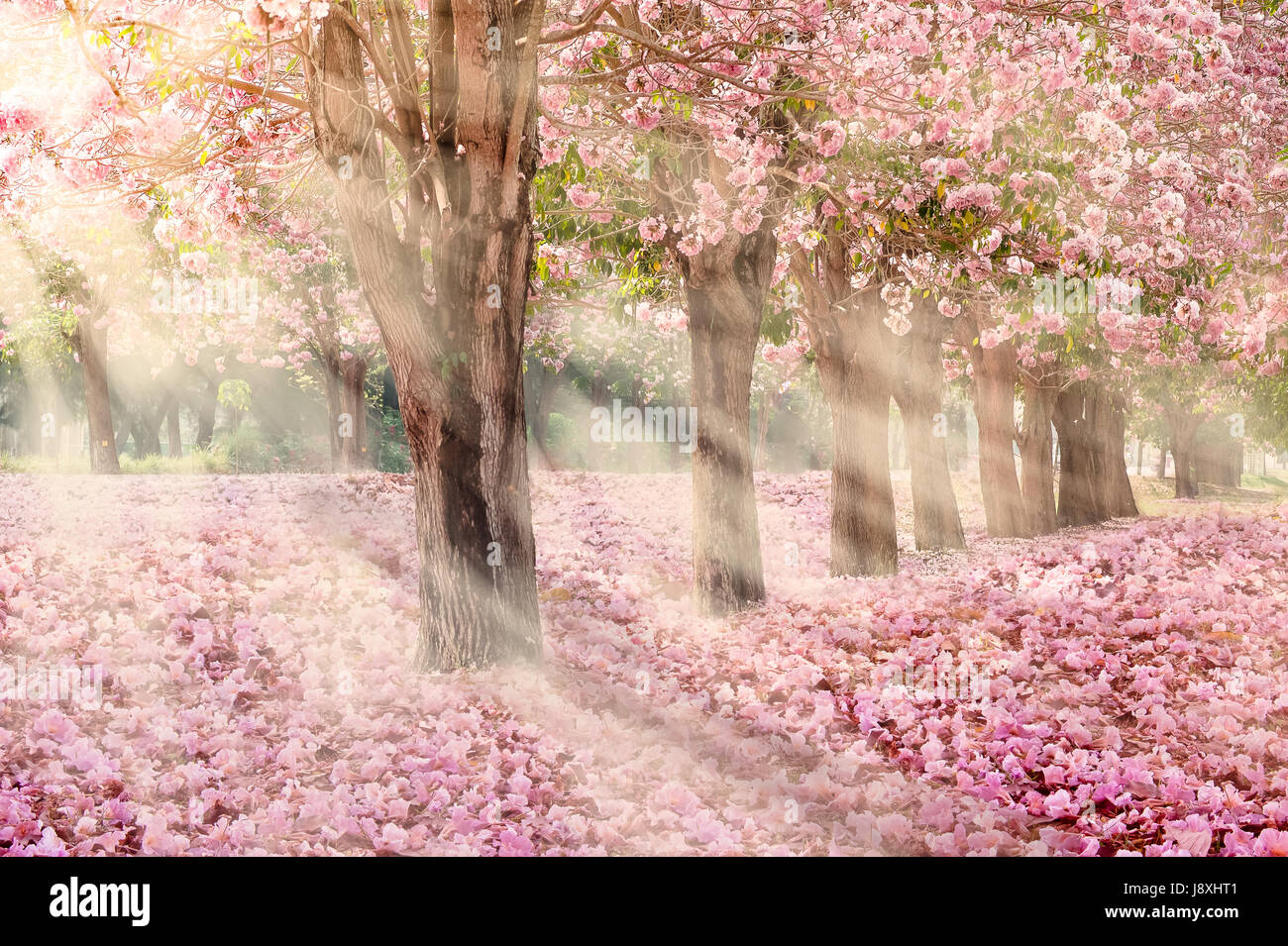 Falling petal over the romantic tunnel of pink flower trees / Romantic ...
