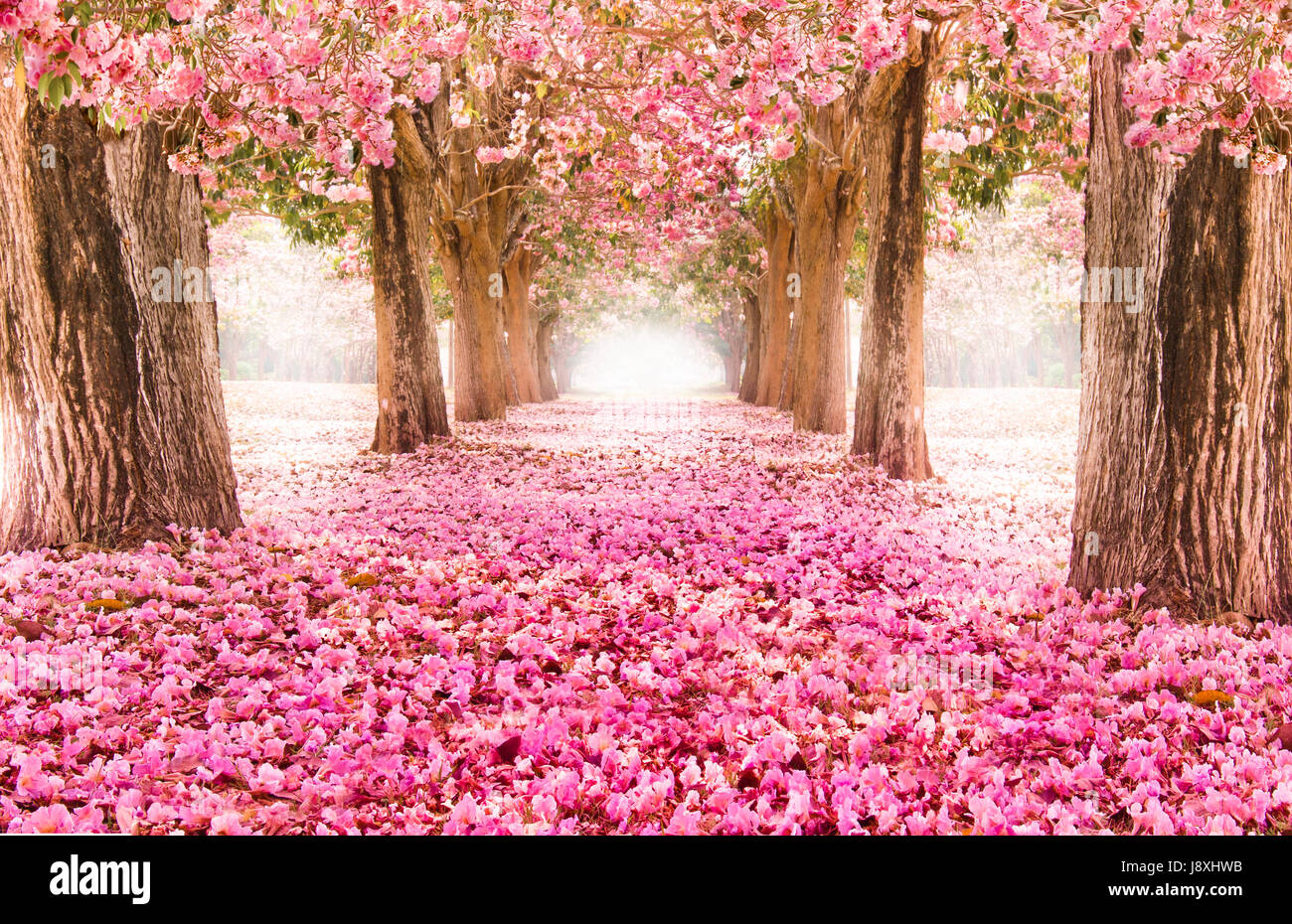 Falling petal over the romantic tunnel of pink flower trees / Romantic ...