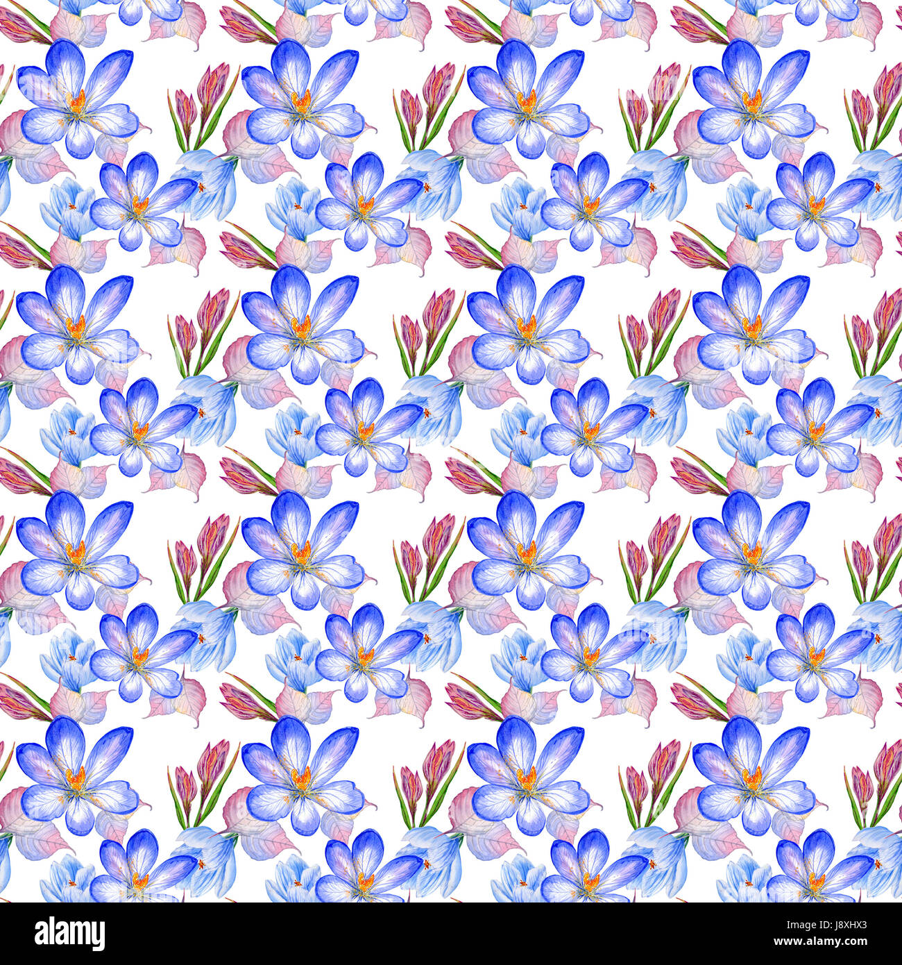 Wildflower crocuses flower pattern in a watercolor style isolated Stock ...
