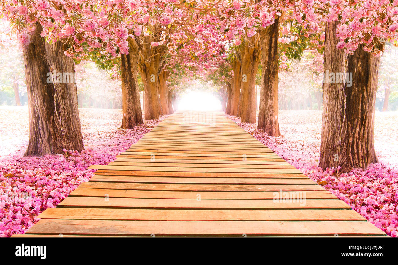 Falling petal over the romantic tunnel of pink flower trees / Romantic ...