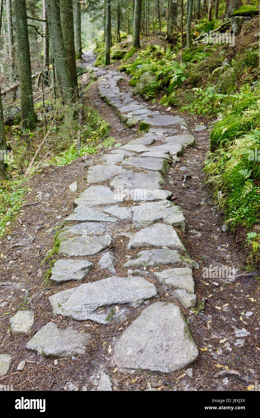 mountains, europe, nature, tree, trees, wood, slovakia, national park ...