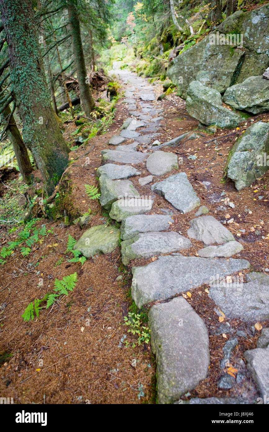 mountains, europe, nature, tree, trees, wood, slovakia, national park ...