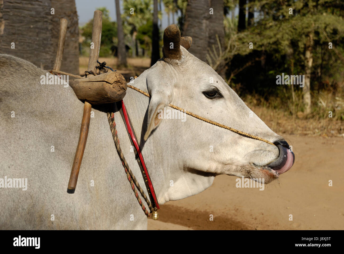 zebu cattle in myanmar Stock Photo - Alamy