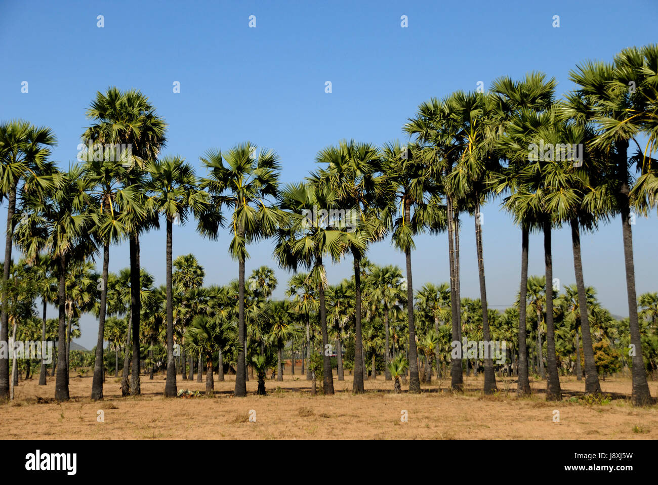palmyra palms in myanmar Stock Photo - Alamy