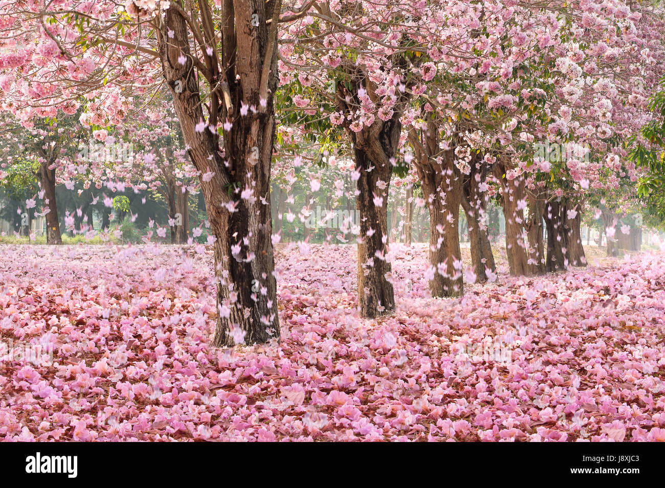 Falling petal over the romantic tunnel of pink flower trees / Romantic ...