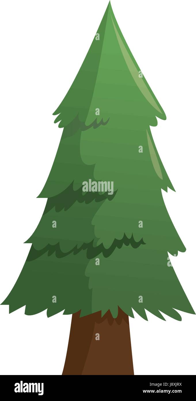 cartoon pine tree natural plant conifer image Stock Vector Image & Art ...