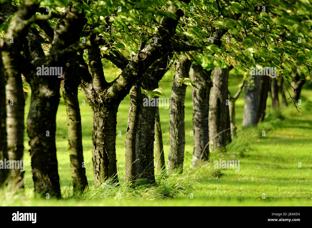 beautiful, beauteously, nice, leaf, environment, enviroment, colour ...