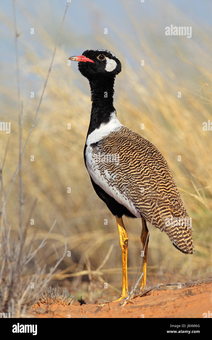 bird, wild, wilderness, wings, nature, desert, wasteland, animal, bird ...