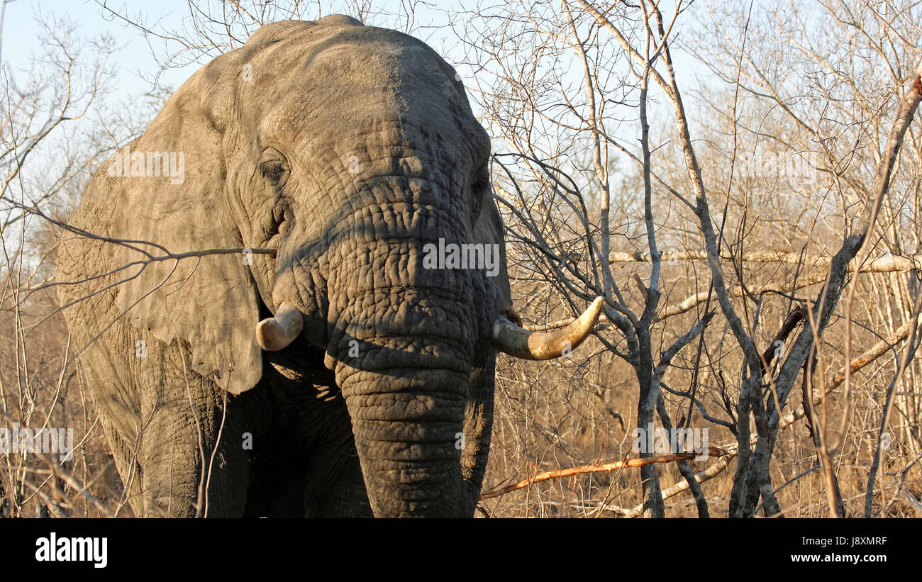 elephant, bull, game reserve, elephant, ivory, male, masculine, bull ...