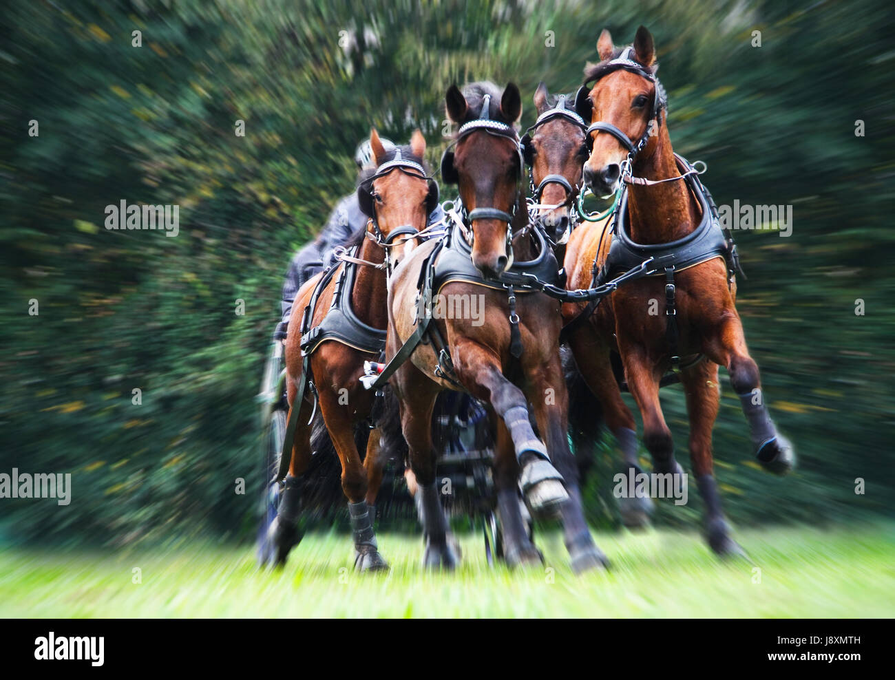 sport, sports, horse, animal, horses, riding, coach, action, legs ...