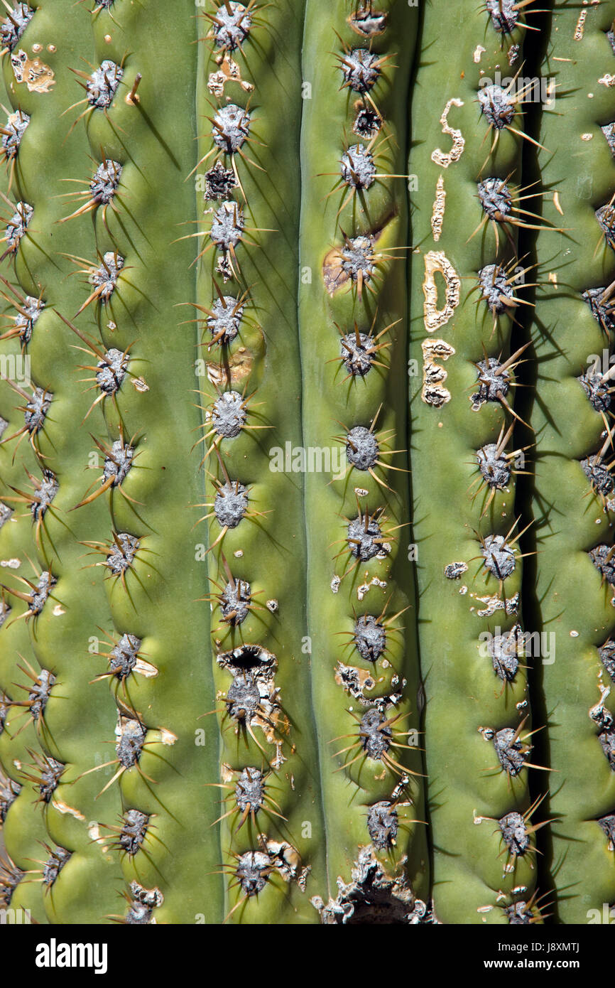 green, flora, cacti, cactus, backdrop, background, detail, closeup ...