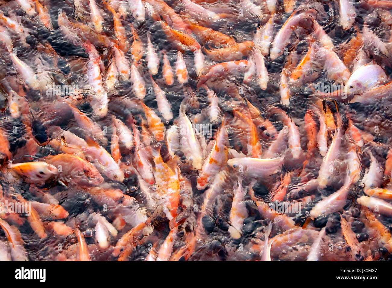 agriculture, farming, fish, farm, fresh water, lake, inland water ...