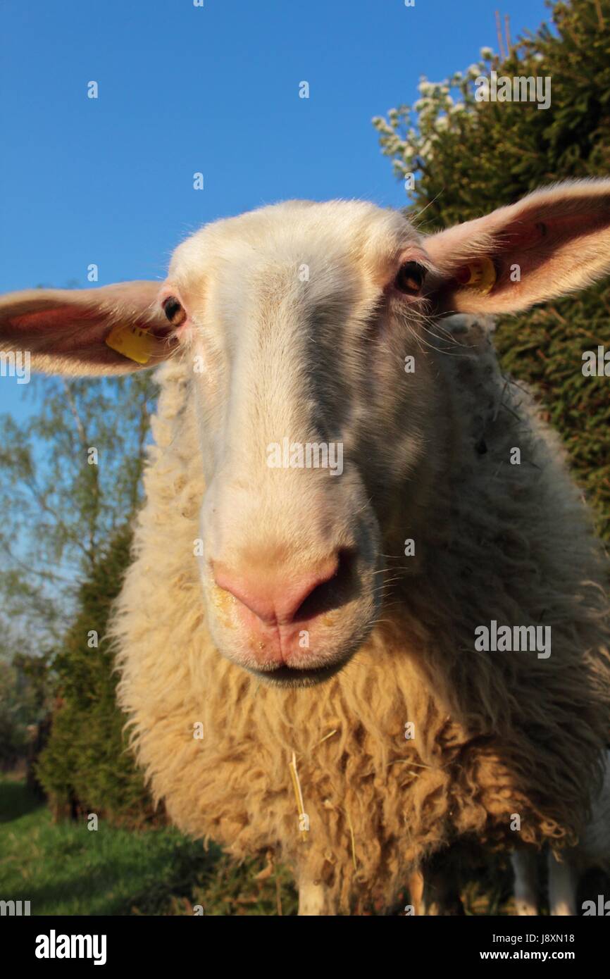 bucolic, animal, animals, agriculture, farming, sheep, wool, yard, live ...