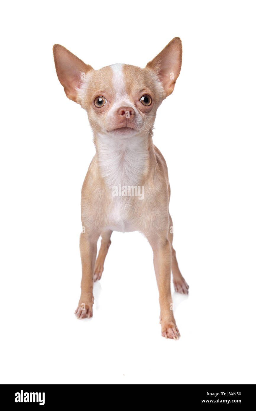 animal, pet, mammal, dog, studio, standing, front view, breed, homey ...