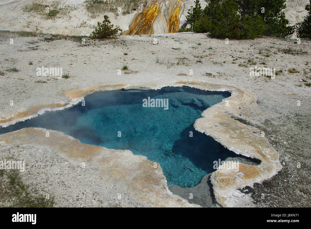 tree, turquoise, sulphur, brimstone, conscious, pelvis, basin, water ...