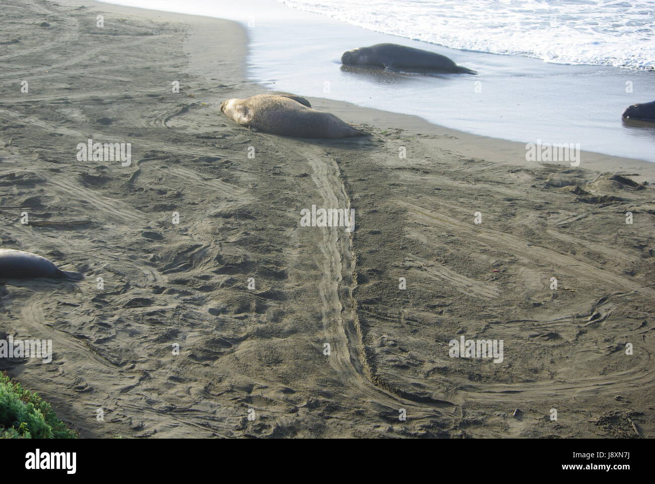 mammal, animals, beach, seaside, the beach, seashore, sea lion, wild animal Stock Photo - Alamy
