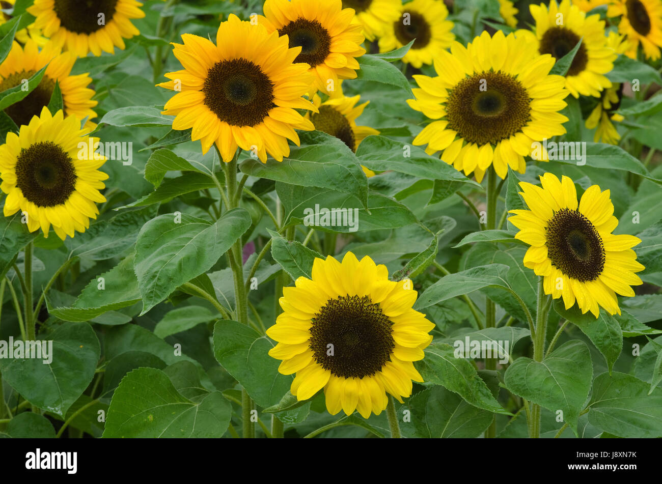 beautiful, beauteously, nice, flower, plant, bloom, blossom, flourish ...