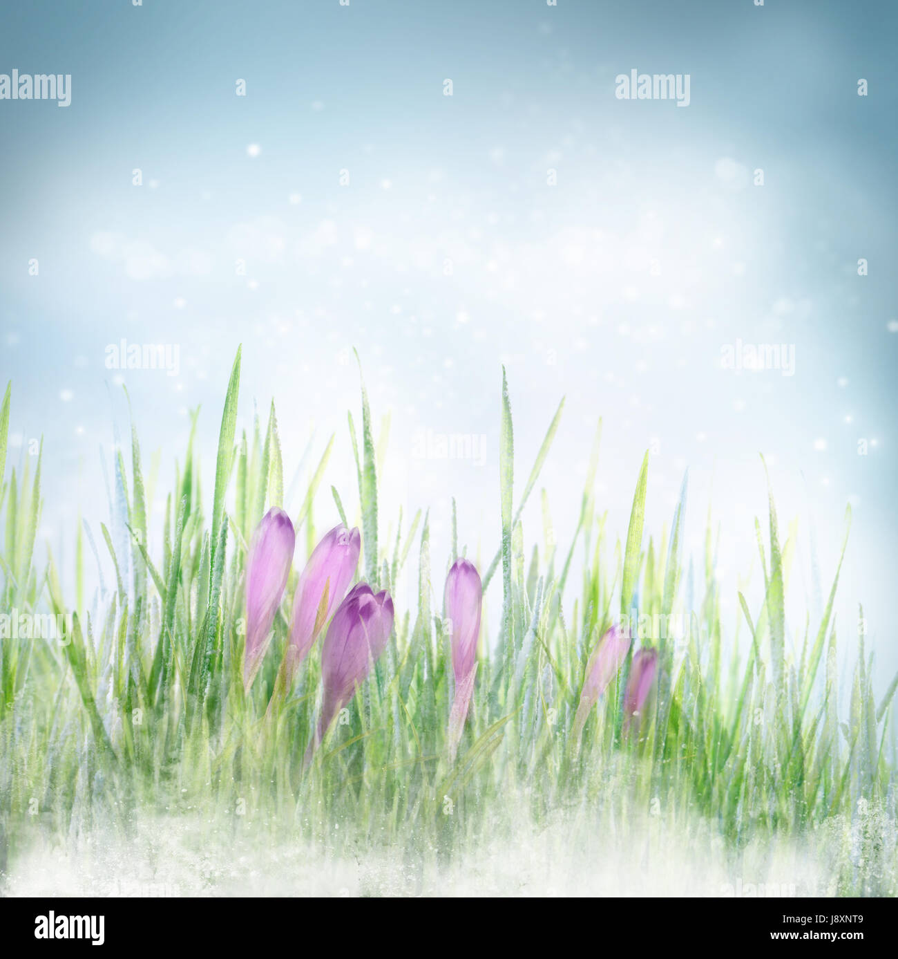 winter, flower, plant, spring, season, backdrop, background, nature ...