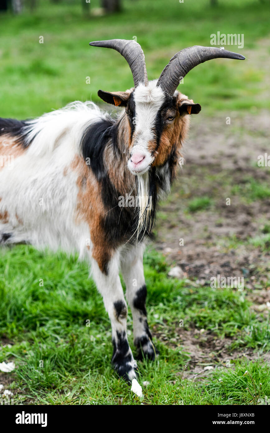 Big goat with horns, summer time Stock Photo - Alamy