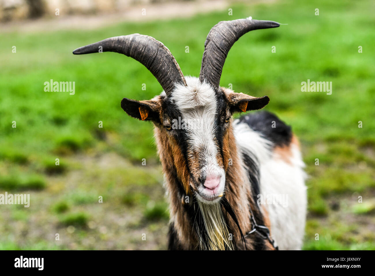 Big goat with horns, summer time Stock Photo - Alamy