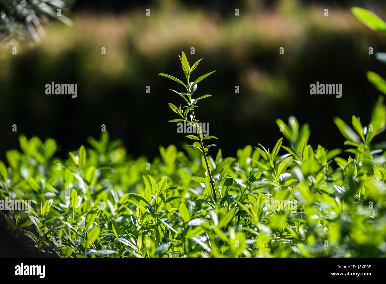 Green plant under the light blooming in a garden Stock Photo - Alamy