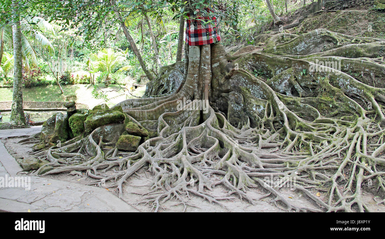 tree, asia, bali, indonesia, root, holy, sacred, rainforest, rain ...