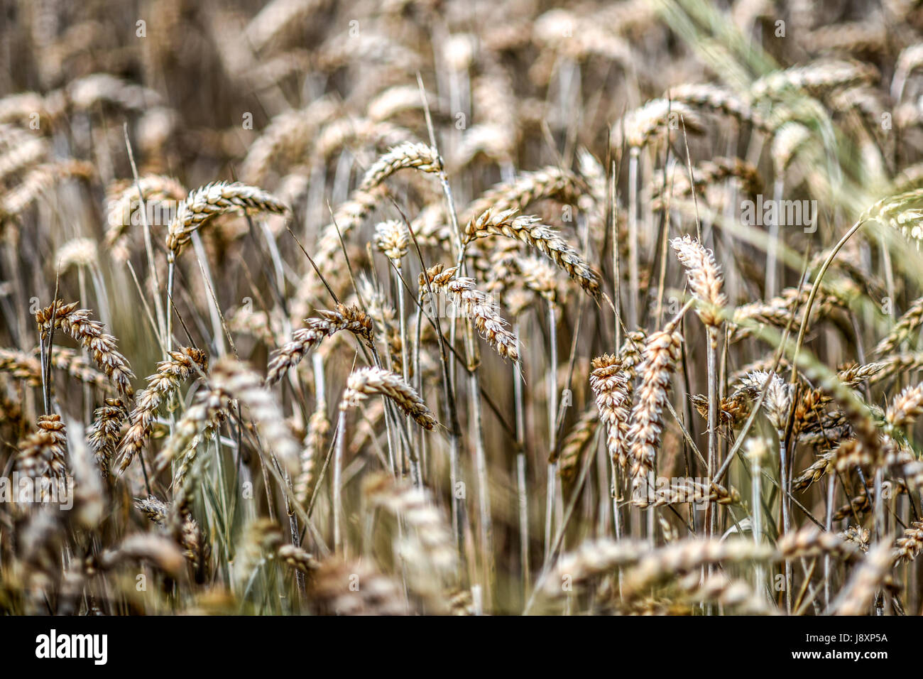 Field of grain in summer Stock Photo - Alamy