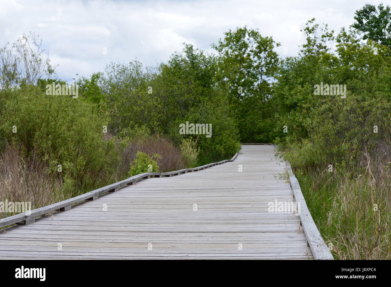 Boardwalk in the wetland Stock Photo - Alamy