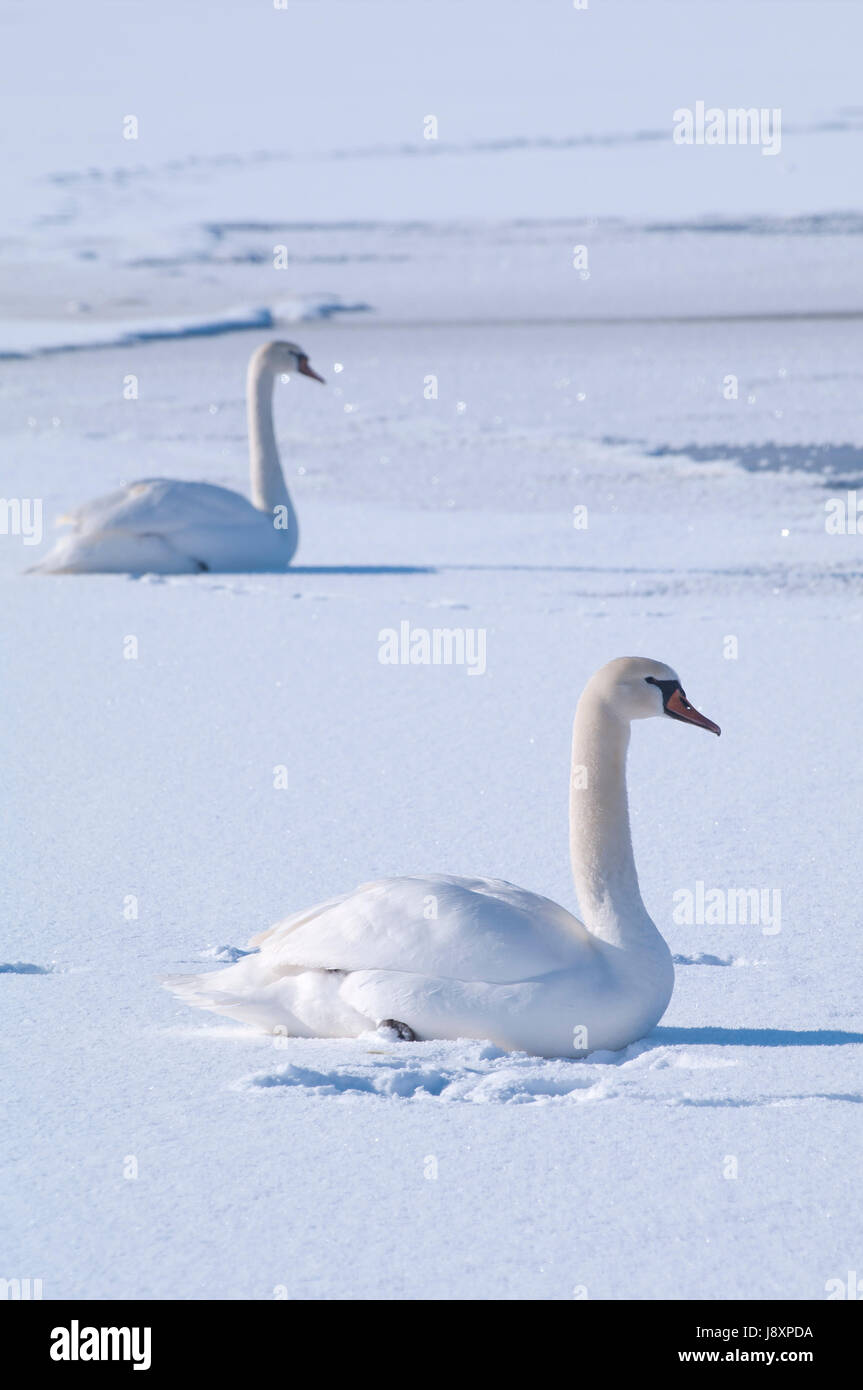 shine, shines, bright, lucent, light, serene, luminous, closeup, winter ...