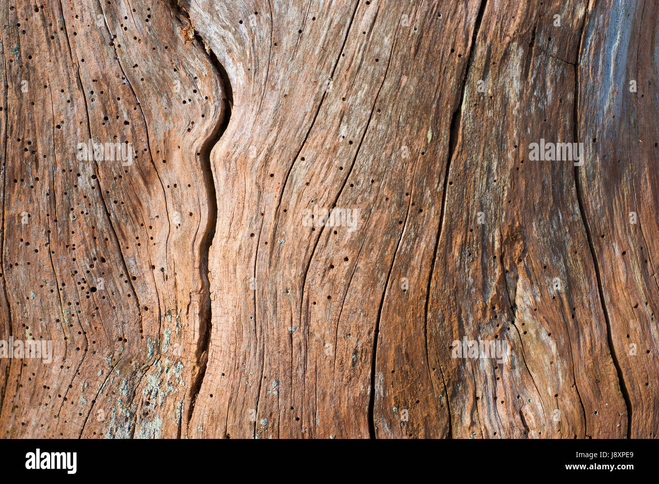 tree, wood, decompose, vein, weatherworn, forest, wood structure, old ...