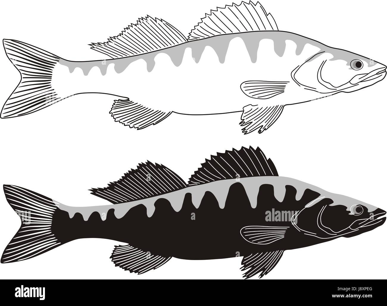 graphic, animal, fish, illustration, fishing, drawing, photo, picture ...