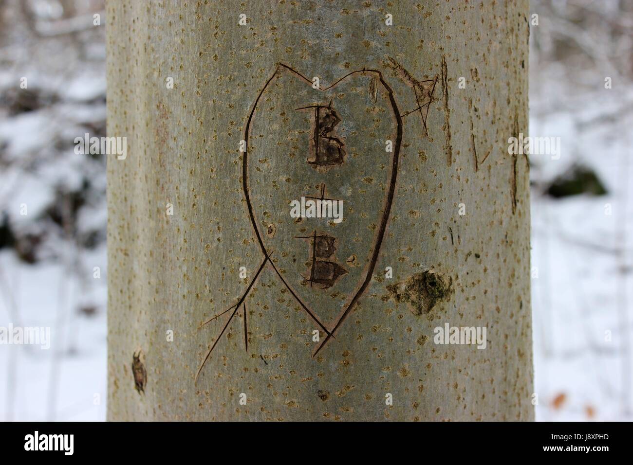 tree, winter, cold, ice, frost, bark, beech, declaration of love ...