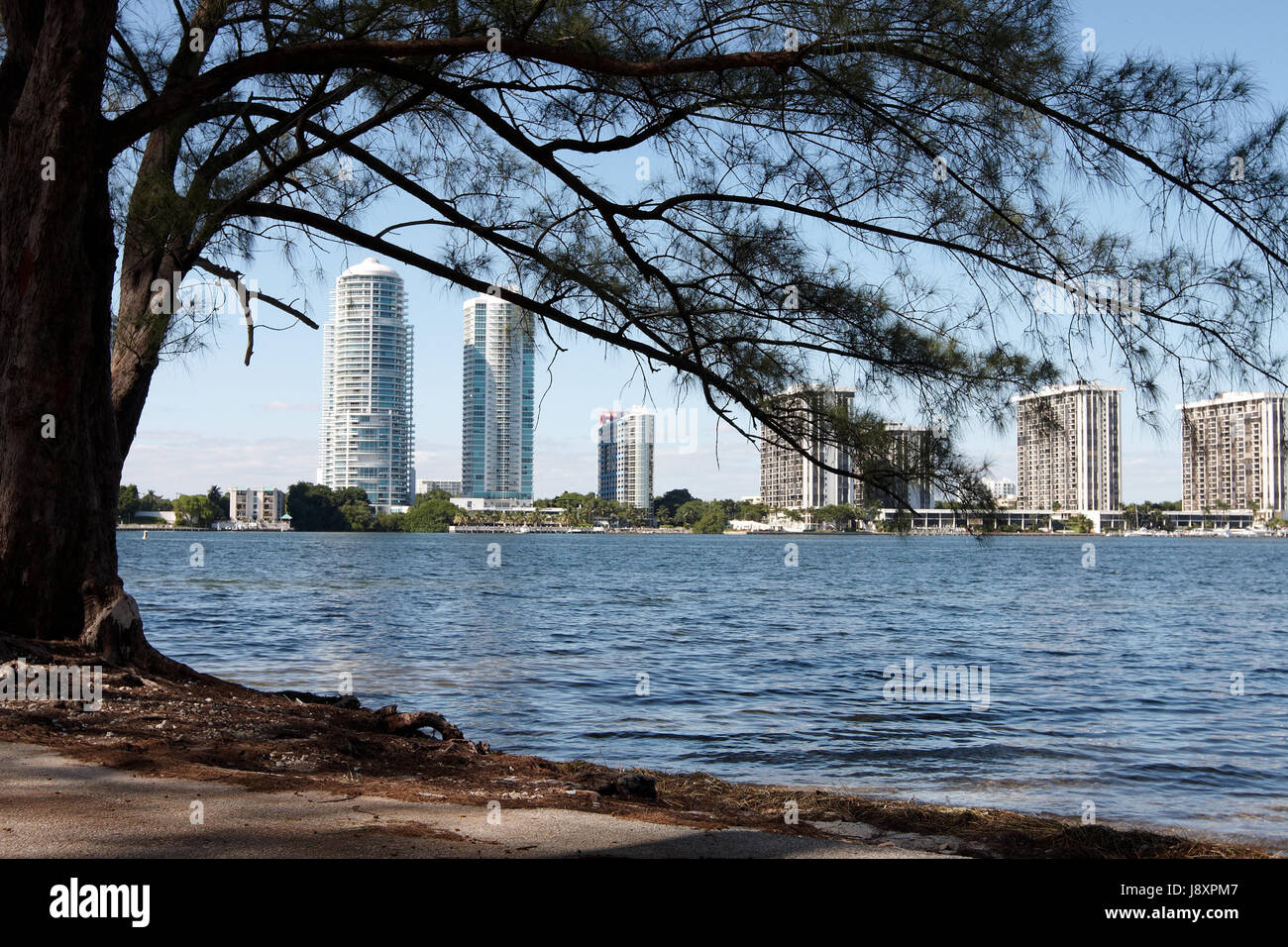buildings, towers, structures, high, tall, tree, branches, horizontal ...